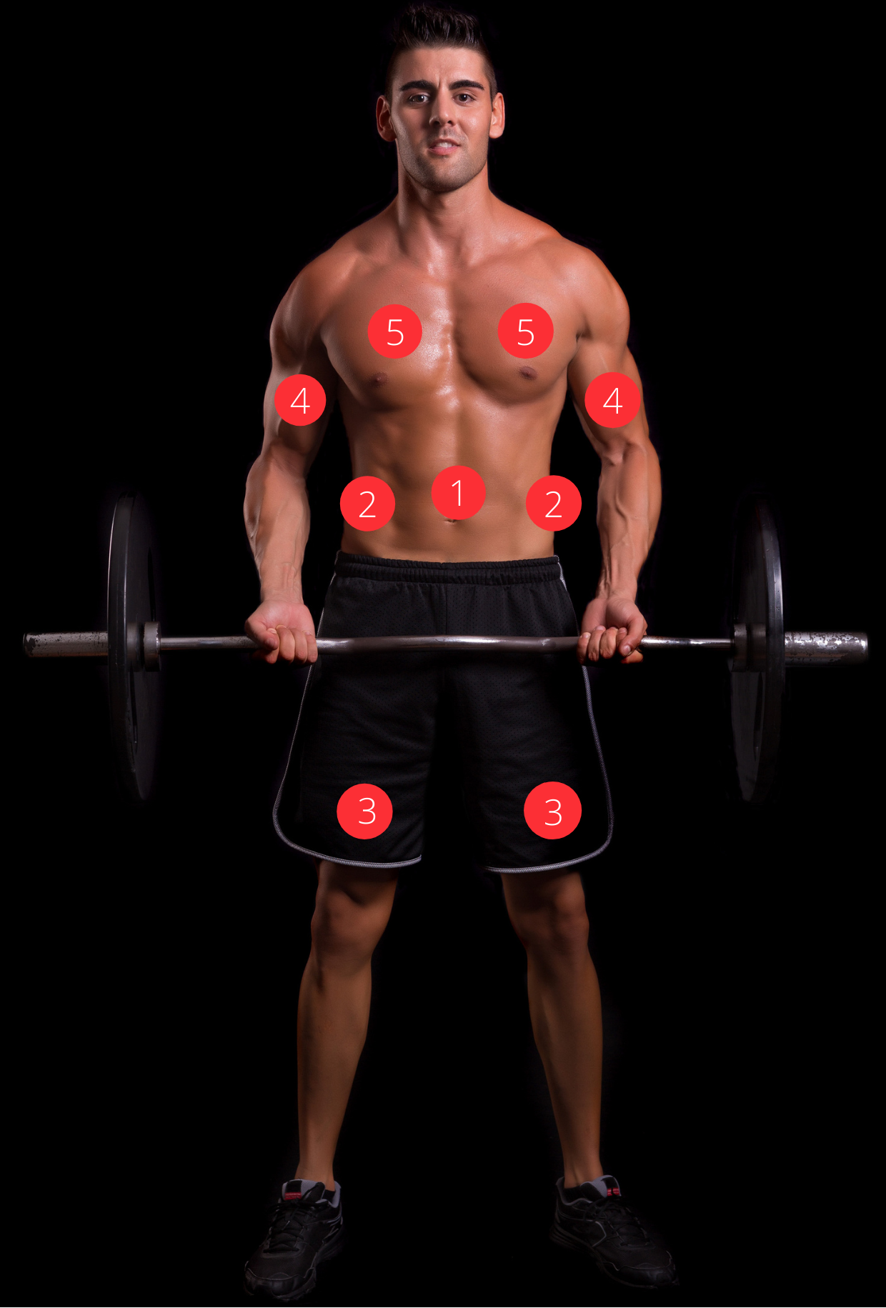 Your most important muscles at a glance - Lifetimefit