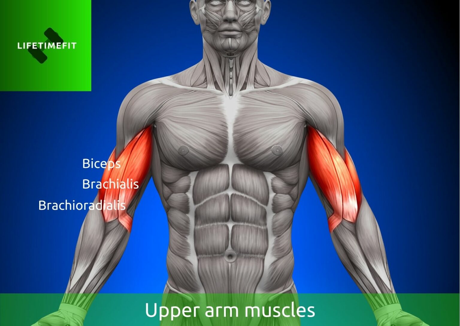 The best exercises for strong biceps - Lifetimefit