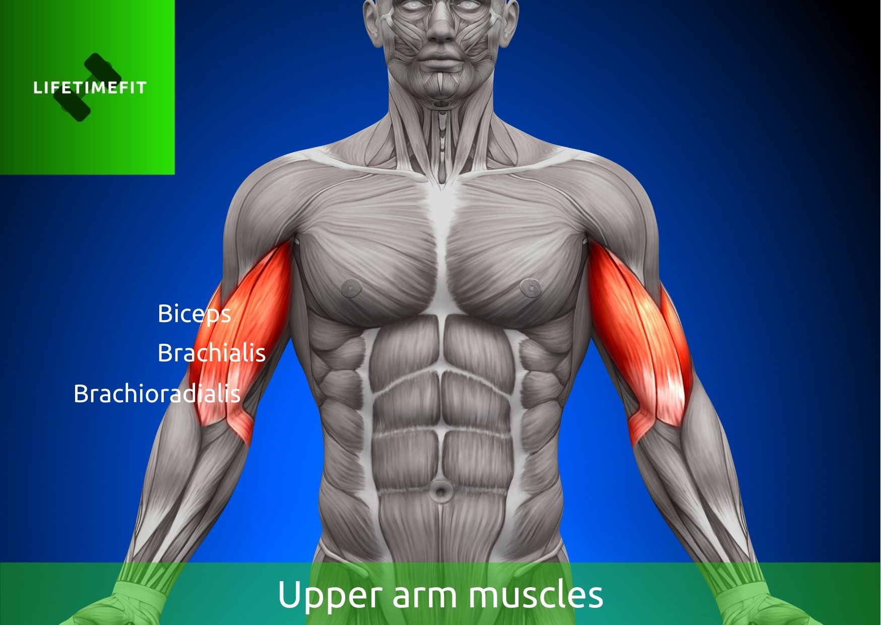 The best exercises for strong biceps - Lifetimefit